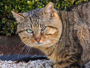 Swollen eyelids in a cat - What can you do about it?