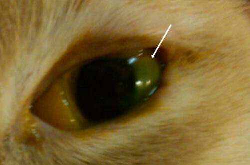 Corneal ulcer in a cat - What's happening there?