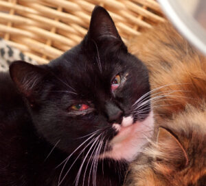 Third eyelid in cats - What can you do to stop showing them