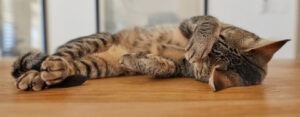 Entropion in cats - What can you do about it?