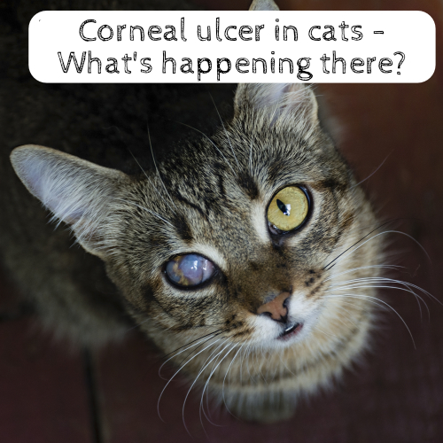 Corneal ulcer in a cat - What's happening there?