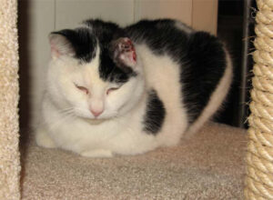 Ear cancer in a cat - How can you tell?