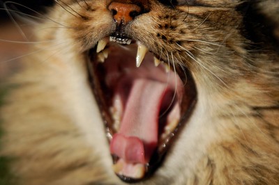 A broken tooth in a cat - What to do? - The Online Veterinarian