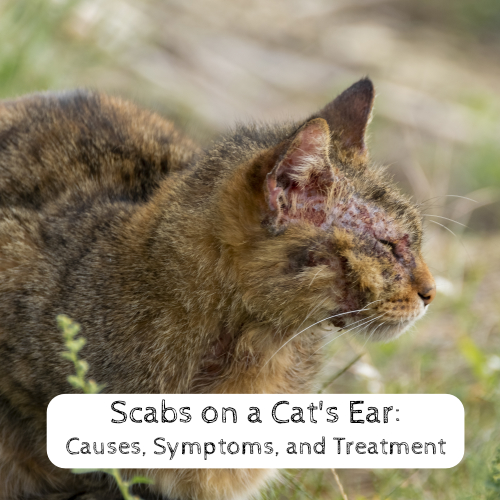 Scabs on a cat's ear: causes, symptoms, and treatment