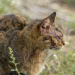 Scabs on a cat's ear: causes, symptoms, and treatment