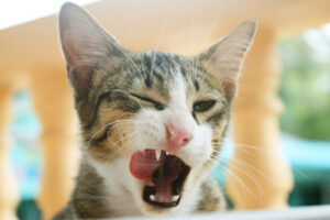 Cat Losing a Tooth: What can you do about this?