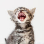 Cat Losing a Tooth: What can you do about this?