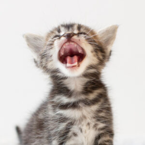 Cat Losing a Tooth: What can you do about this?