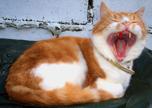 Your cat has bleeding gums - What can you do about it?