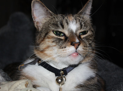 Bald lip on your cat - What to do about it