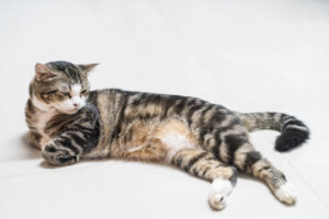 A lump on your cat's belly - How to find out what it is