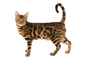 Cat looks sunken in on sides - How to resolve it?