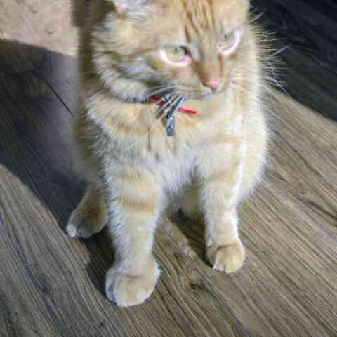 Your cat has an infected paw - How do you treat this?