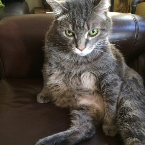 Inflamed vulva skin in your cat – How to treat this?