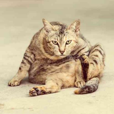 Why is my cat scooting across the floor? - The Online Veterinarian