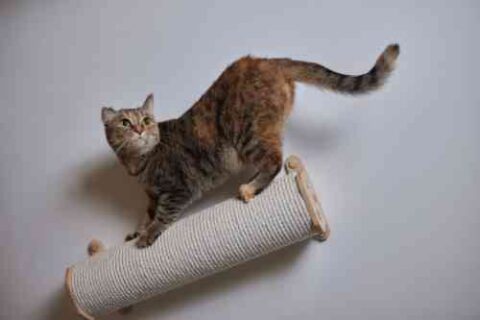 Wound on your cat's paw - Best ways to stimulate healing