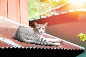 Wound on your cat's paw - Best ways to stimulate healing