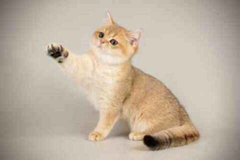 Symptoms in a cat that has a sprained leg - and what to do about it