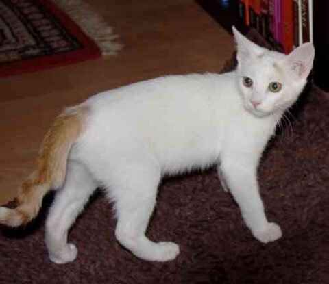 Why is my cat's tail crooked - Can this cause problems?