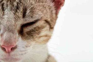 Your cat has a bump on his tail - What could it be?